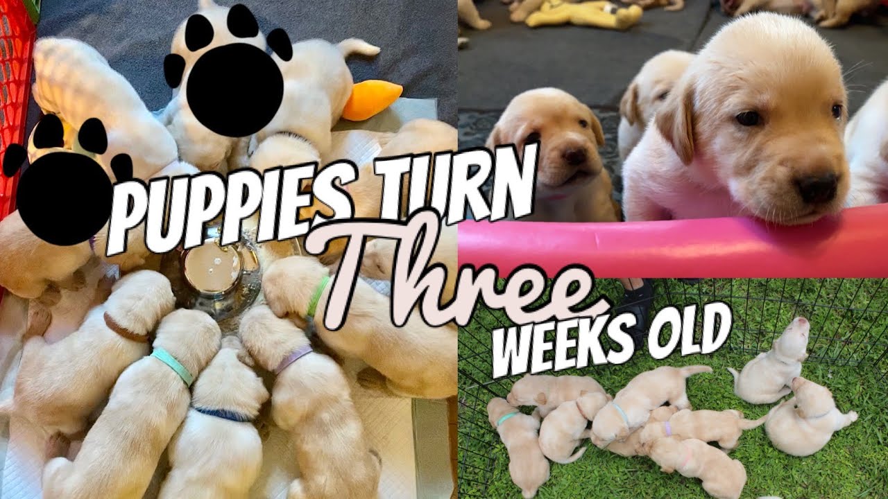 Lab puppies turn THREE weeks old! - YouTube