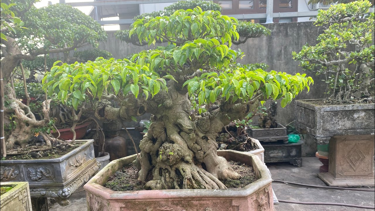 Hai Tác phẩm sanh si lùn lực cũng đến độ chơi - YouTube