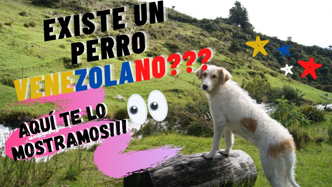 Existe un perro VENEZOLANO?? (AQUÍ te lo mostramos) !! 😱😱 - YouTube