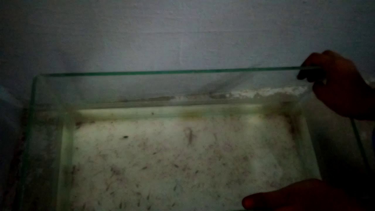 Nee,fish,video - YouTube