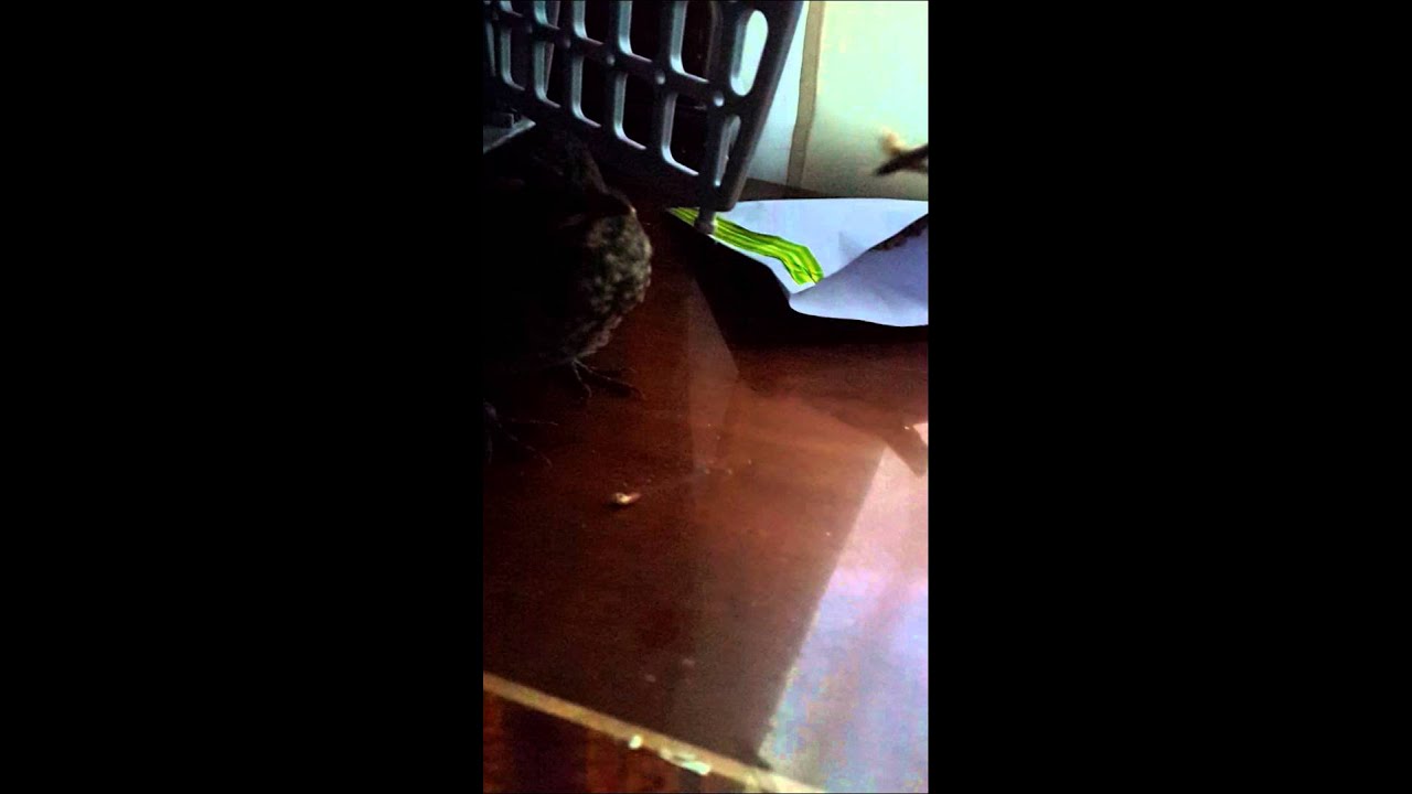 შაშვის ბარტყი Youtube
