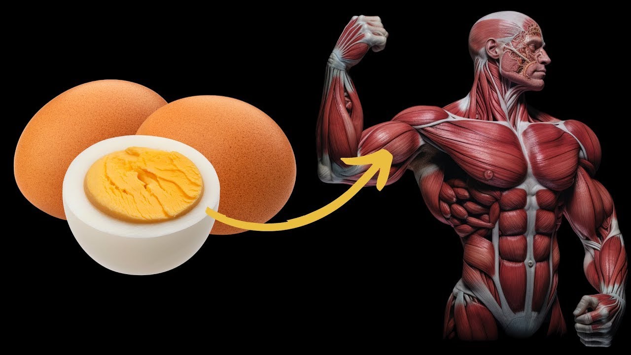 What Happens To Your Body When You Eat Eggs Every Day - YouTube