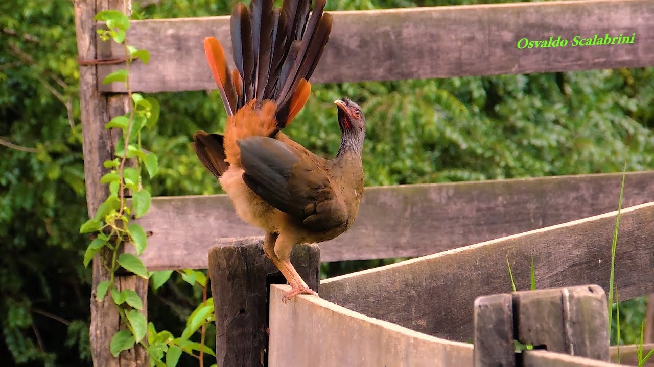 ARACUÃ-DO-PANTANAL (ORTALIS CANICOLLIS), CHACO CHACHALACA, CHARATA, Aves silvestres. - YouTube