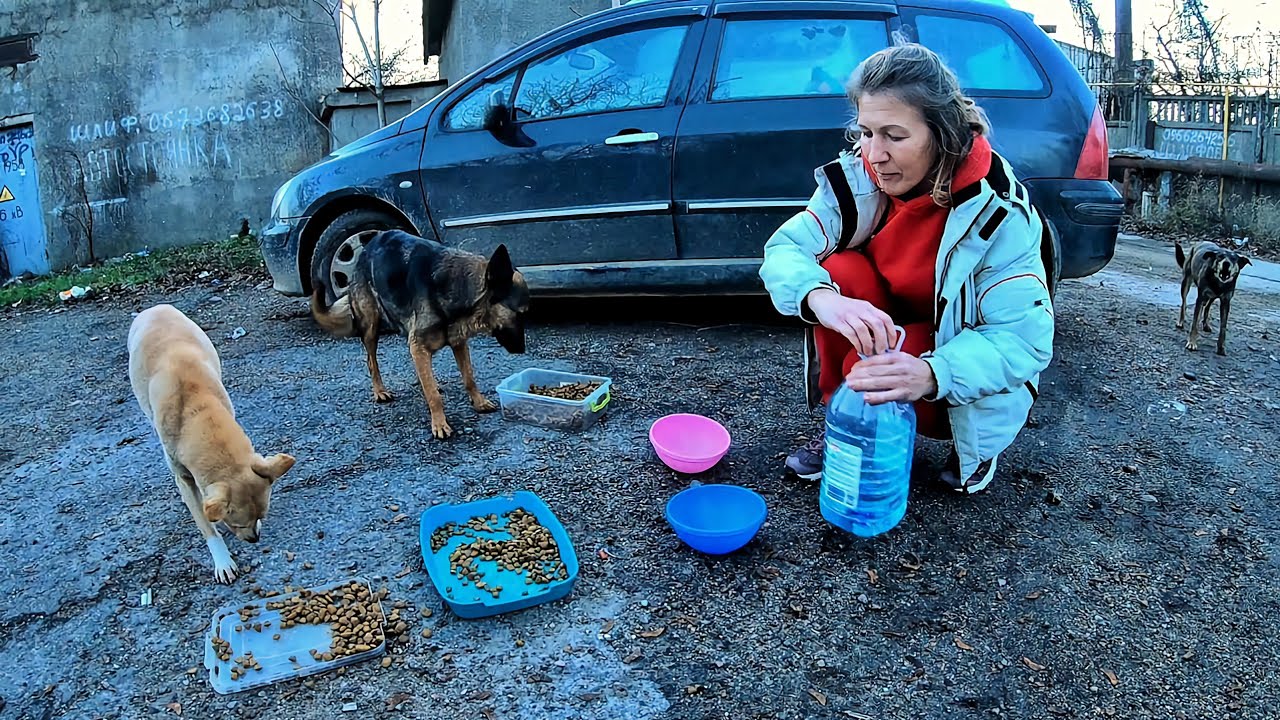 Our Tables are Full of Food during Holidays, Stray Dogs are Hungry and ...