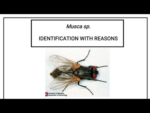 Musca sp. IDENTIFICATION WITH REASONS - YouTube