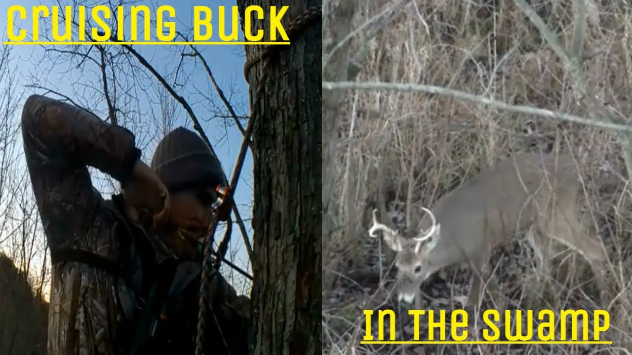 |NOVEMBER RUT ACTION| Cruising SWAMP BUCK HITS THE DIRT - YouTube