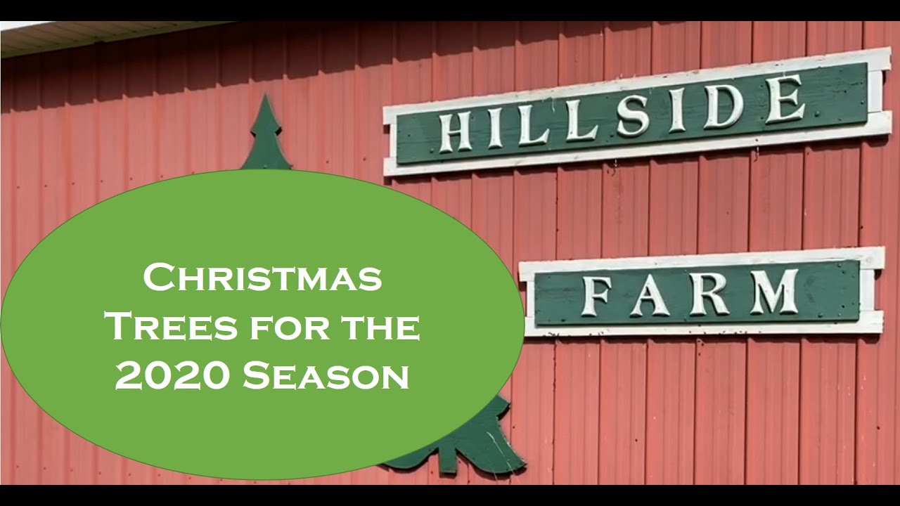 2020 Hillside Christmas Trees For Sale - YouTube