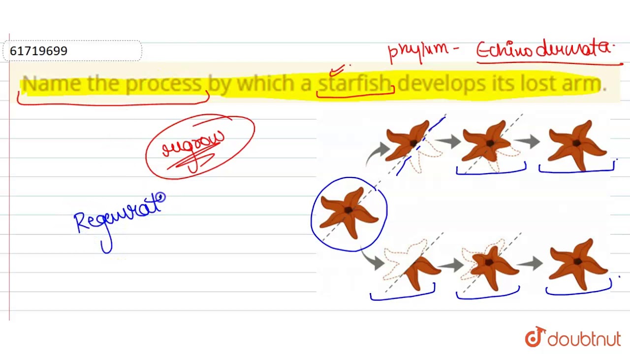 Name the process by which a starfish develops its lost arm. - YouTube