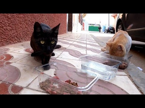 The gray cat is amazed at a human helping abandoned Cats. - YouTube