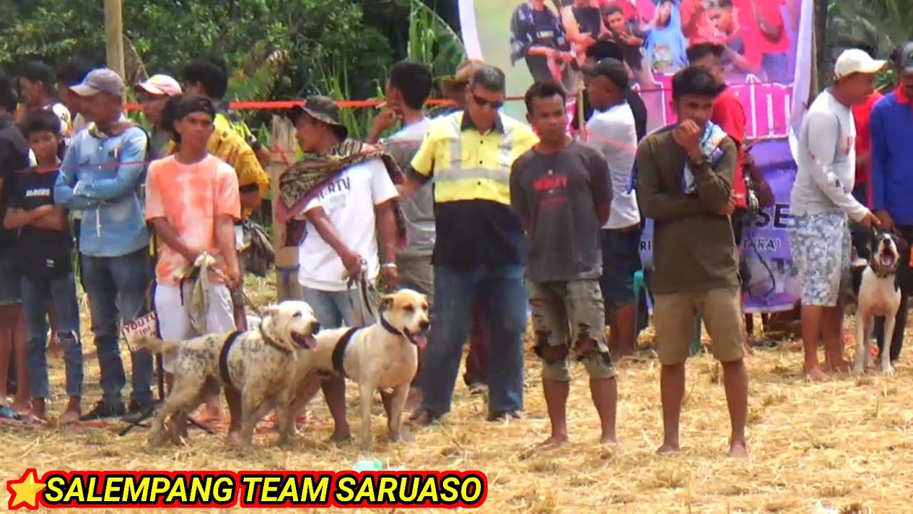AKSI BUKAK BELAKANG TENDA ⭐SALEMPANG TEAM SARUASO YANG SUKSES TERPANTAU ...