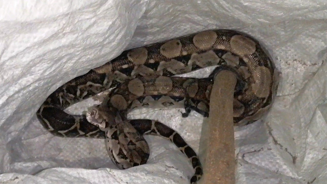 LIBERAMOS UNA MASACUATA QUE SE ENCONTRABA EN UNA VIVIENDA - YouTube