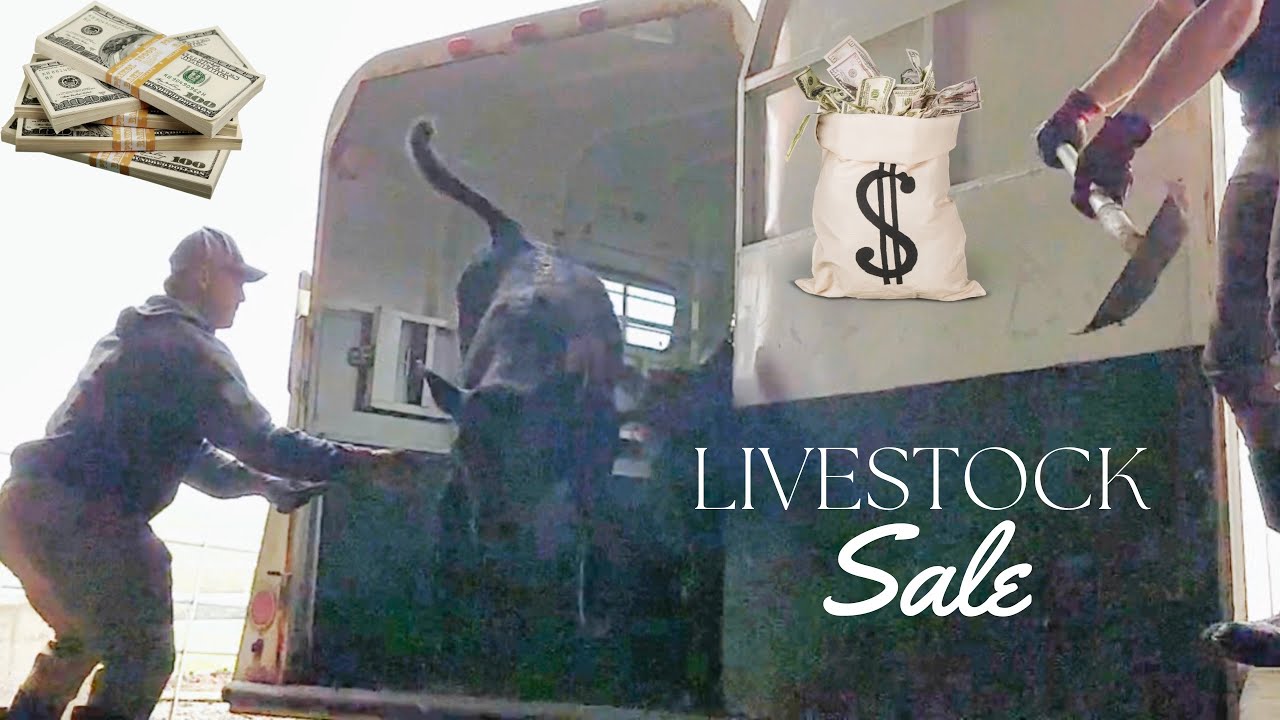 YOU WONT BELIEVE HOW MUCH MONEY WE MADE SELLING THESE COWS…. - YouTube