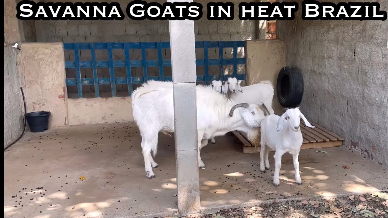 Female savanna goats in heat - Brazil (Cabritas fêmeas Savanna no cio ...