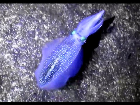 Amazing squid swimming and changing color. - YouTube