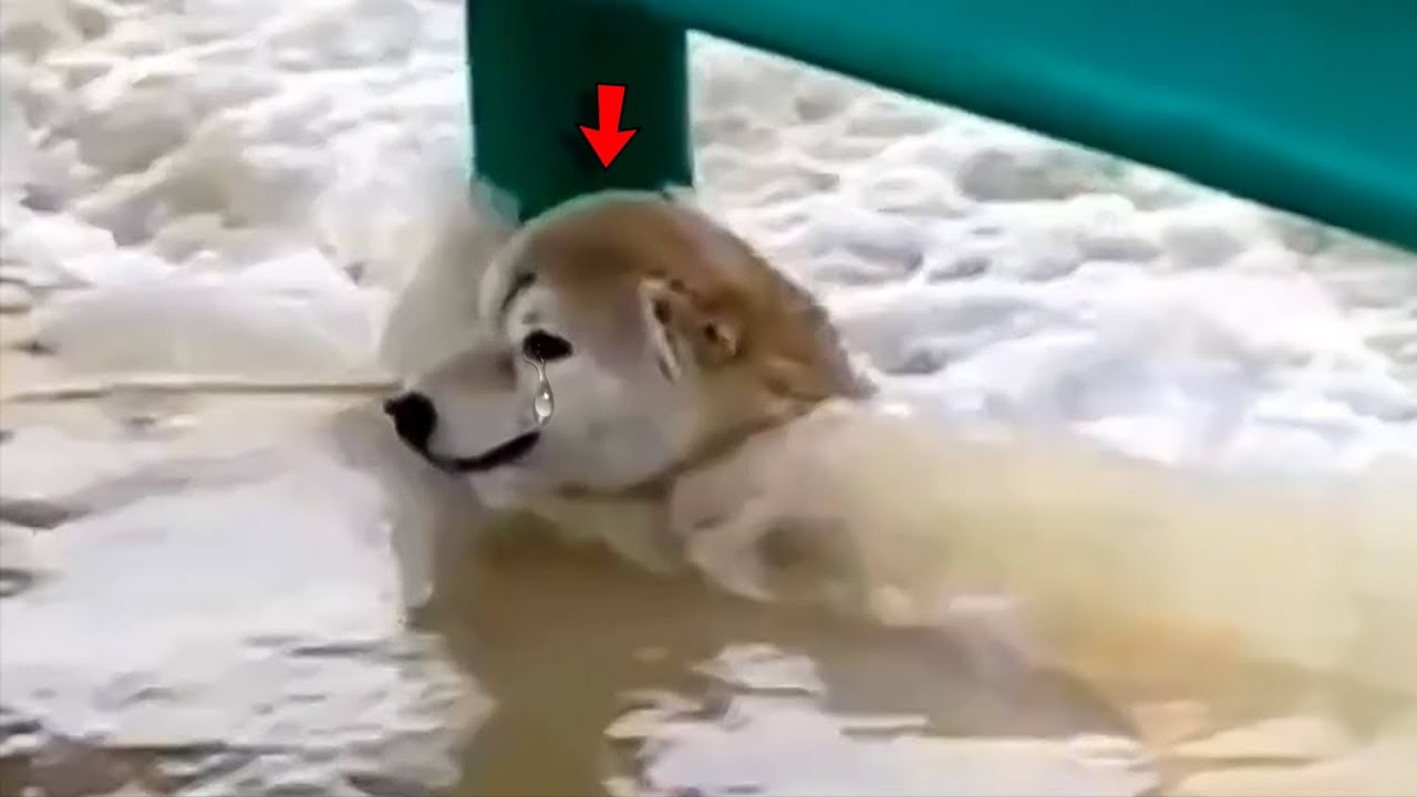 The Dog Fell Into the Flood Water and Struggled Desperately The Man ...