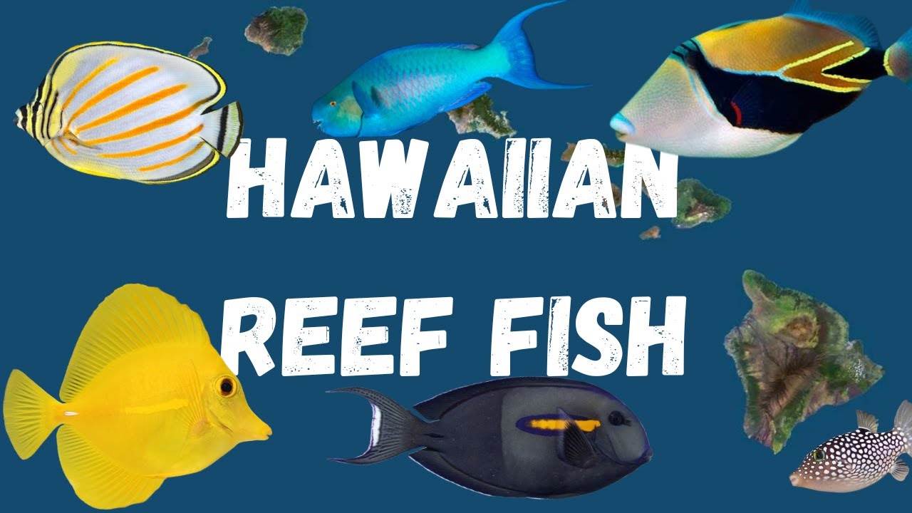 Maui's Colorful Reef Fish: A Beginner's Snorkeling Guide