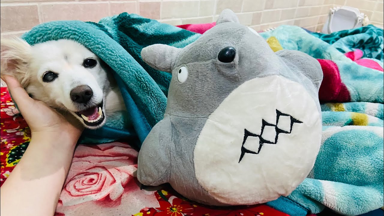 Pawsitively Adorable Playtime: Sassy Arora's Pet Goes Wild with Soft ...