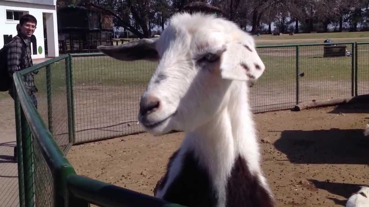 Screaming Goat - YouTube