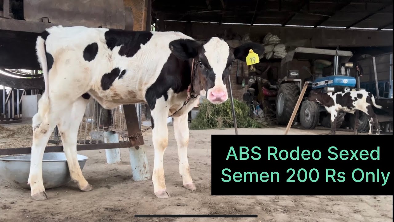 ABS Rodeo Sexed Semen ਕਿਵੇਂ 200 ਵਿੱਚ ਲੈ ਸਕਦੇ ਹਾਂ? Bassi Dairy Farm ...