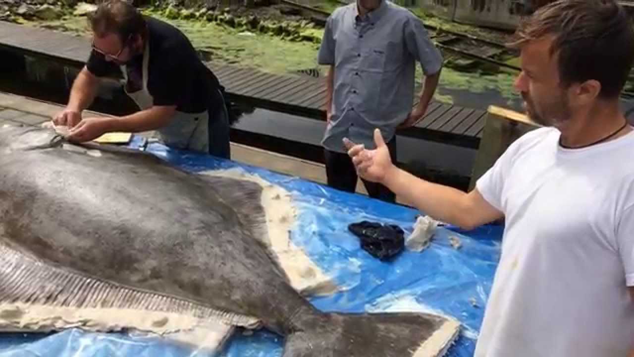 Norges største kveite får smake spriten - YouTube