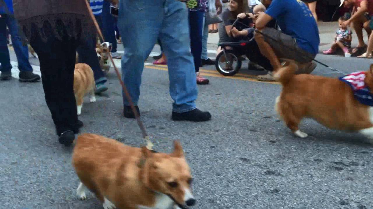 Corgi Parade - YouTube
