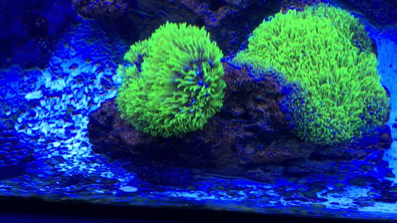 Green Star Polyps are growing in - YouTube