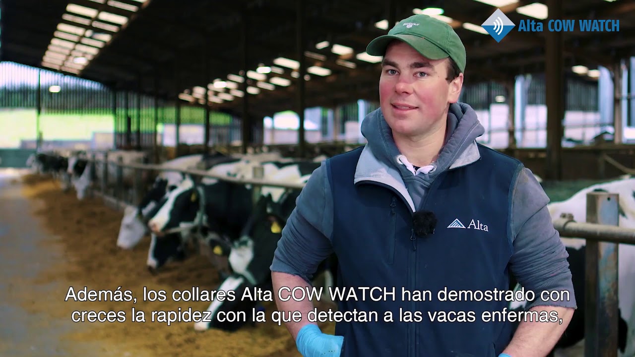 👉 CIALE Alta | 𝐀𝐥𝐭𝐚 𝐂𝐎𝐖 𝐖𝐀𝐓𝐂𝐇- Familia Crutchley - YouTube