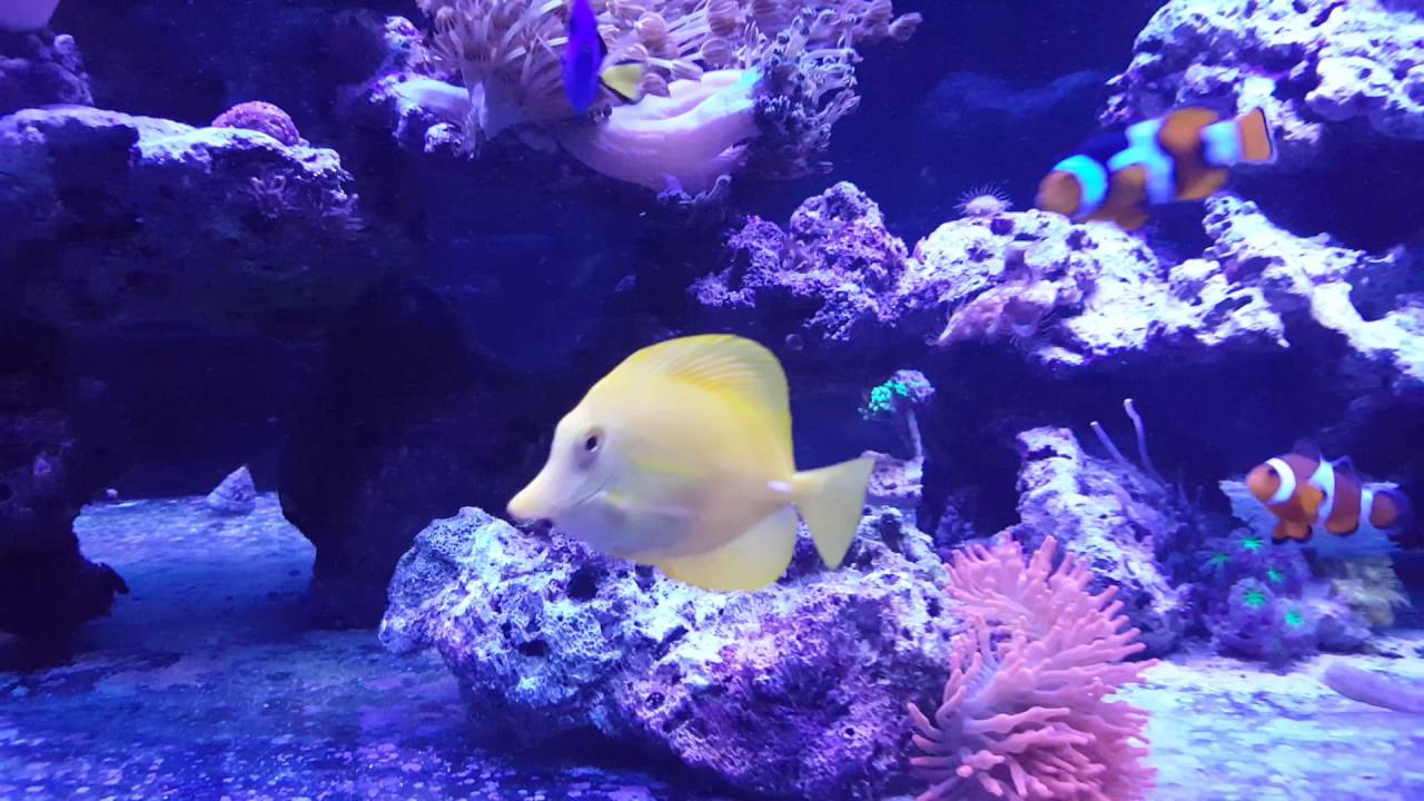 aquarium - YouTube