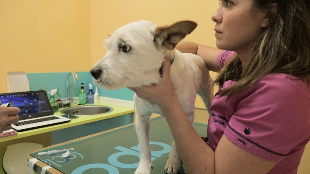 Vet 4 Pet- Clinica Veterinaria - YouTube