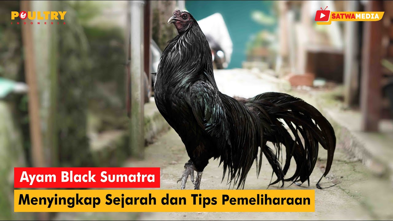 Menyingkap Sejarah dan Tips Pemeliharaan Ayam Black Sumatra - YouTube