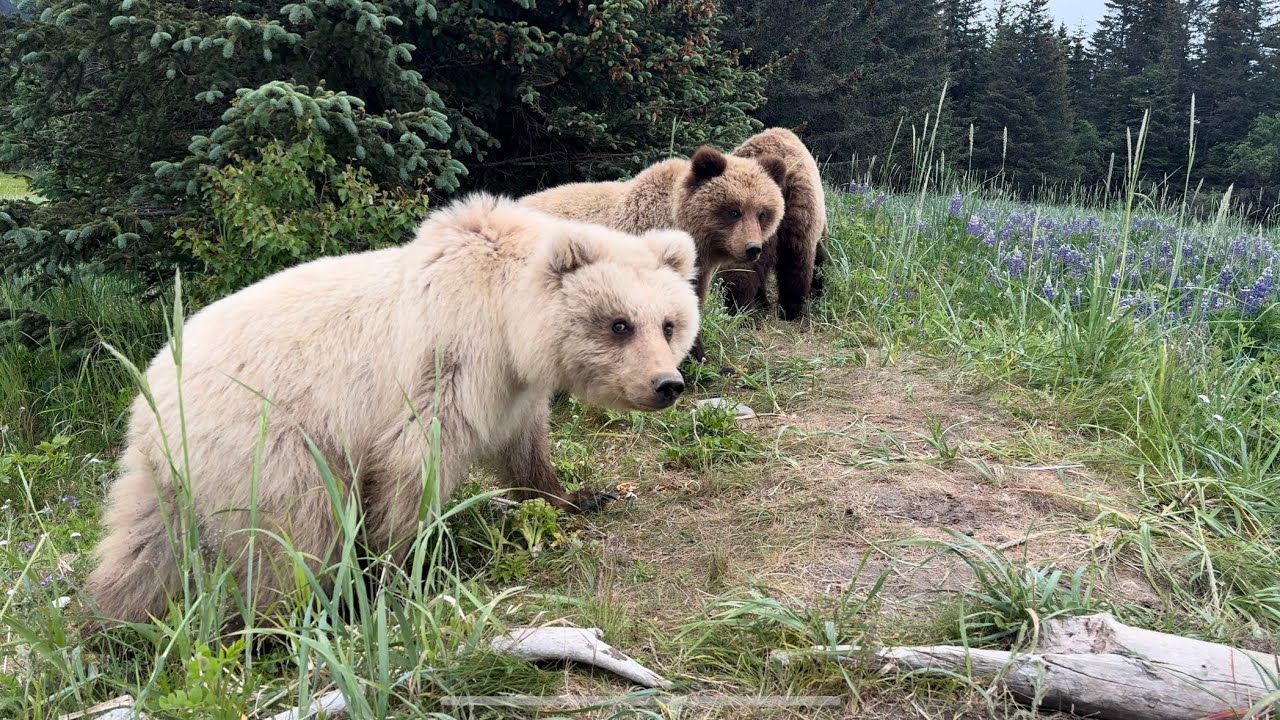 Spirit Bear Cub 🐻 - YouTube