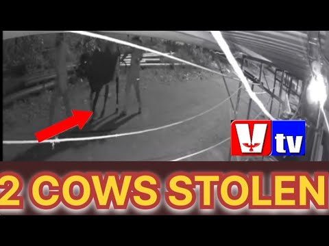 CC CAMERA FOOTAGE / COWS - YouTube