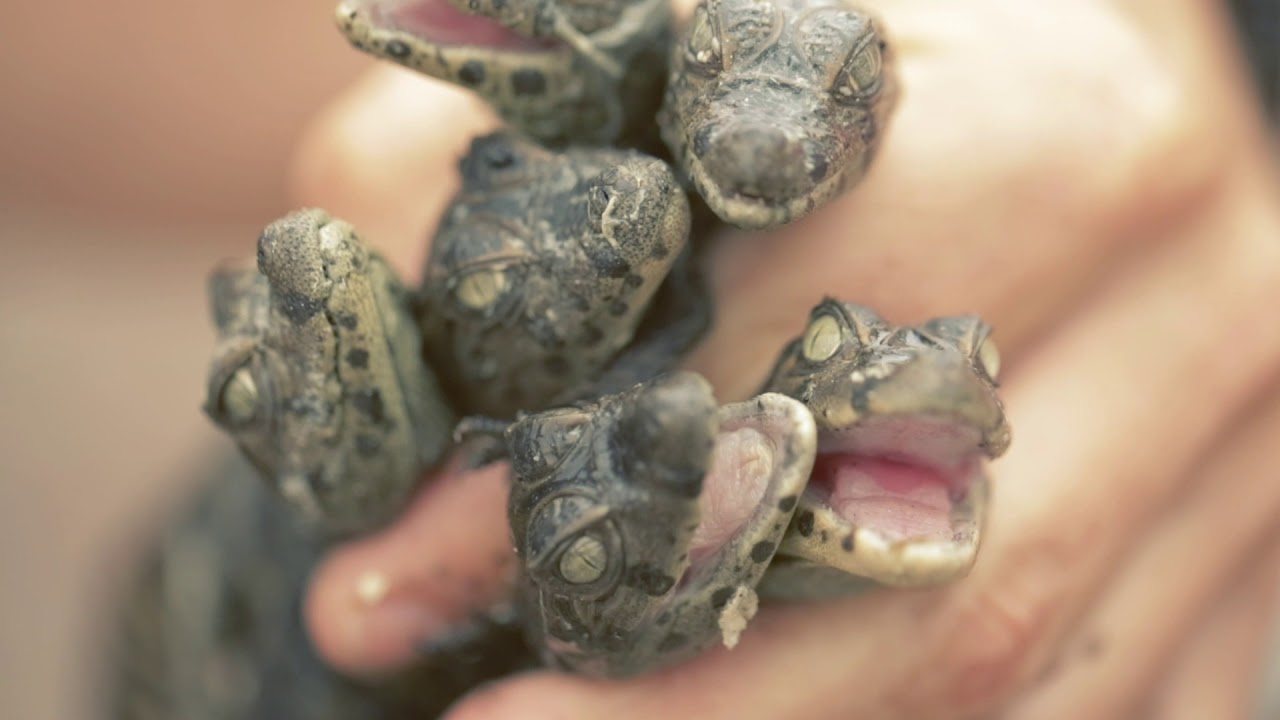Proyecto Yacaré: un referente mundial en conservación de la especie ...