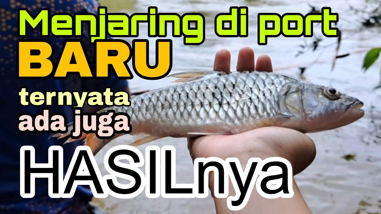 Menjaring ikan di lokasi baru, ternyata ada juga hasilnya - YouTube