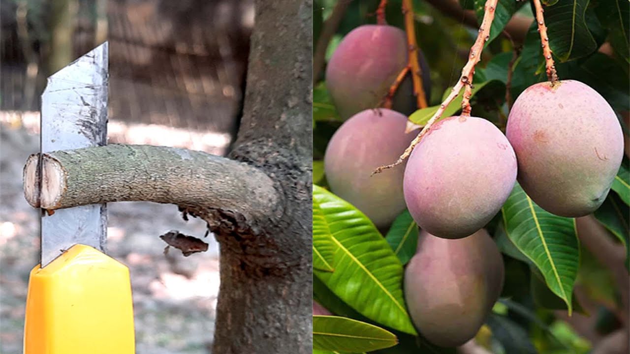 Grafting Mango Tree / How to grafting different types mango on one tree ...
