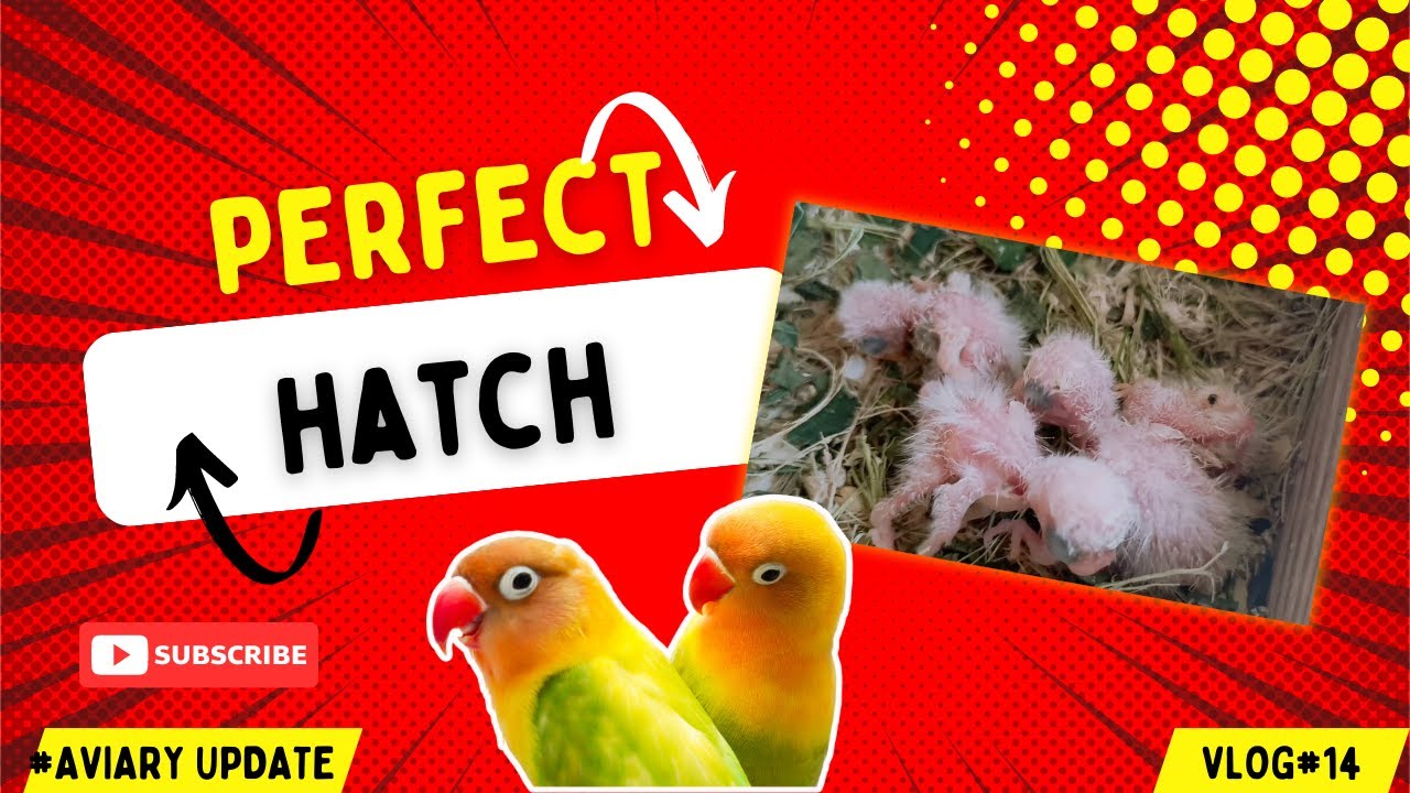PERFECT HATCH - YouTube