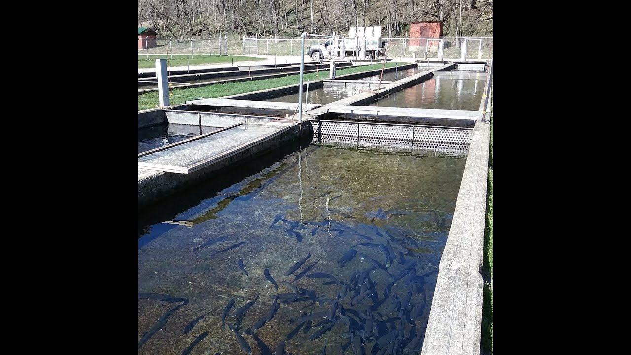 Roaring River Fish Hatchery - YouTube