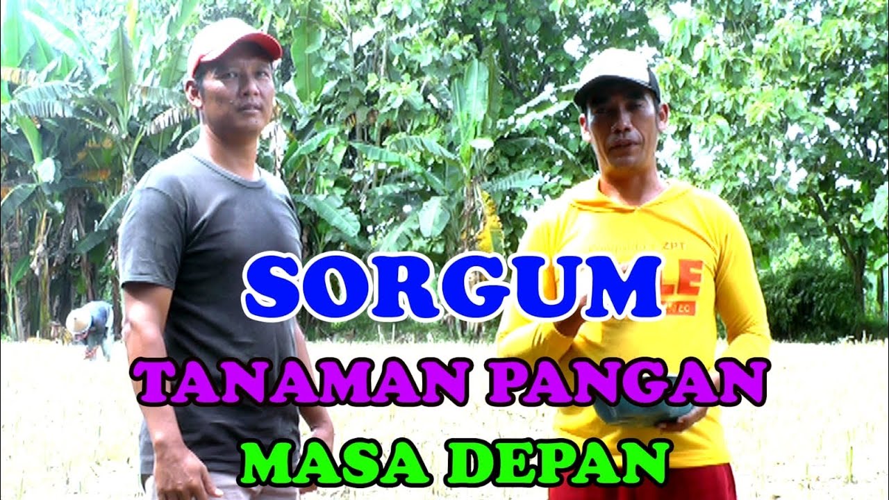 Budidaya Sorgum Tanaman Pangan Masa Depan || Tanaman Sorgum Untuk Pakan ...