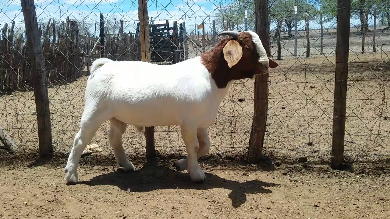 Bode boer, macho cabrio, cabrón, chivo - YouTube