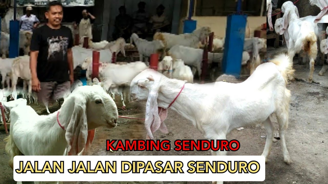 KAMBING SENDURO jalan jalan dipasar senduro - YouTube