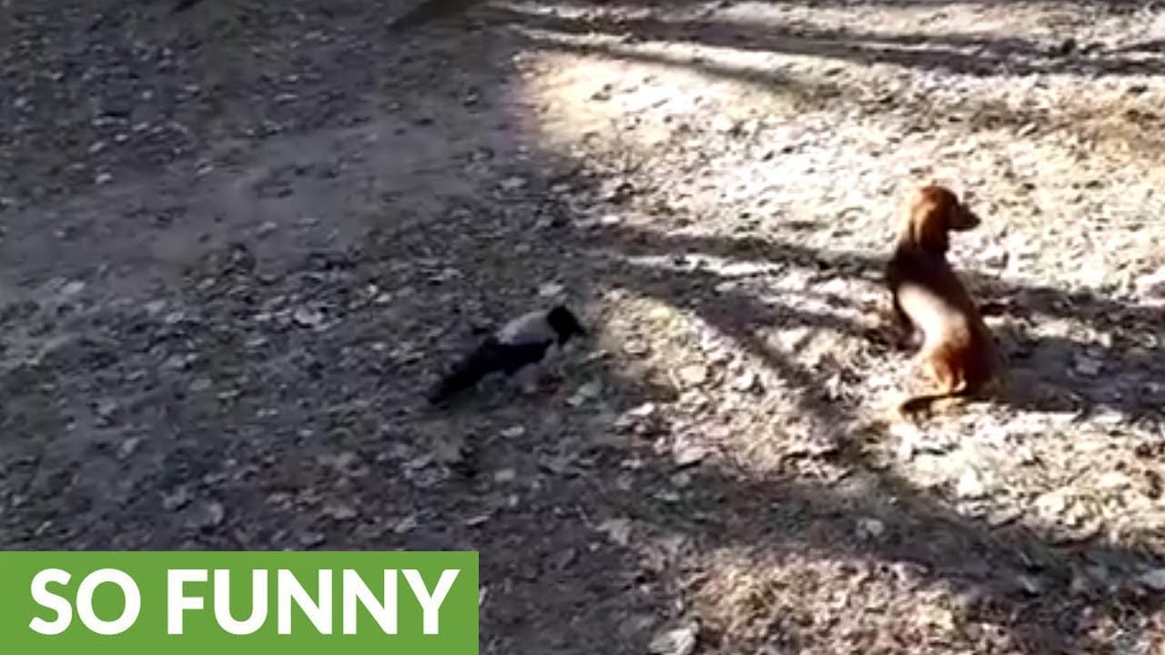 Angry crow bites intruding dachshund's tail - YouTube