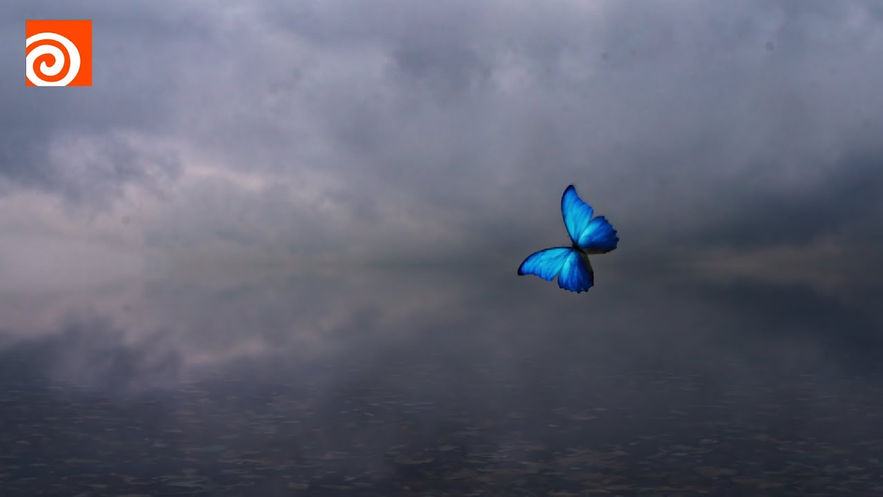 Butterfly Transform | Houdini VFX - YouTube