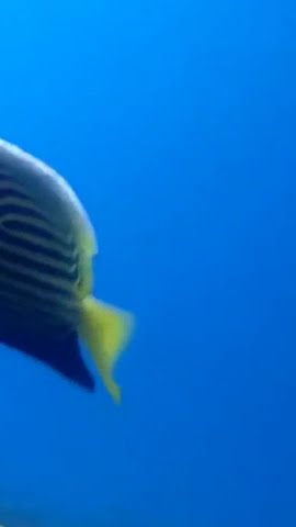 Hello, Nemo 😍😍😍 - YouTube