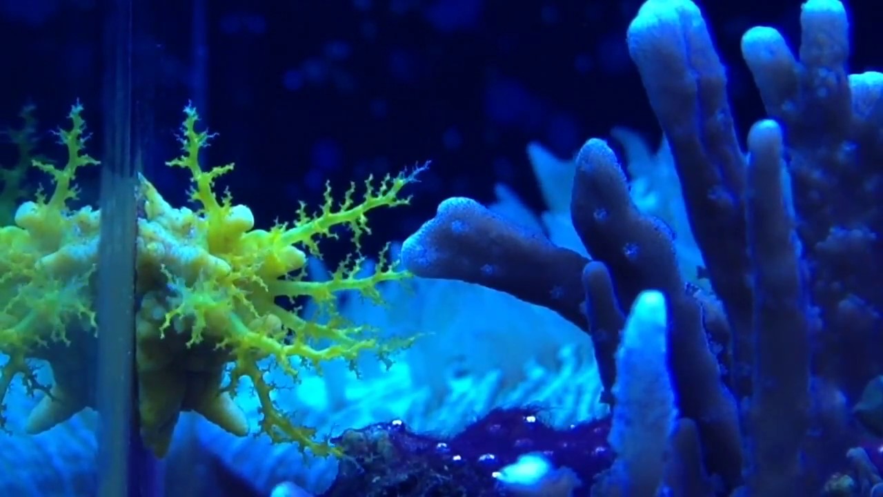 Yellow Sea Cucumber (Colochirus robustus) feeding on microplankton ...