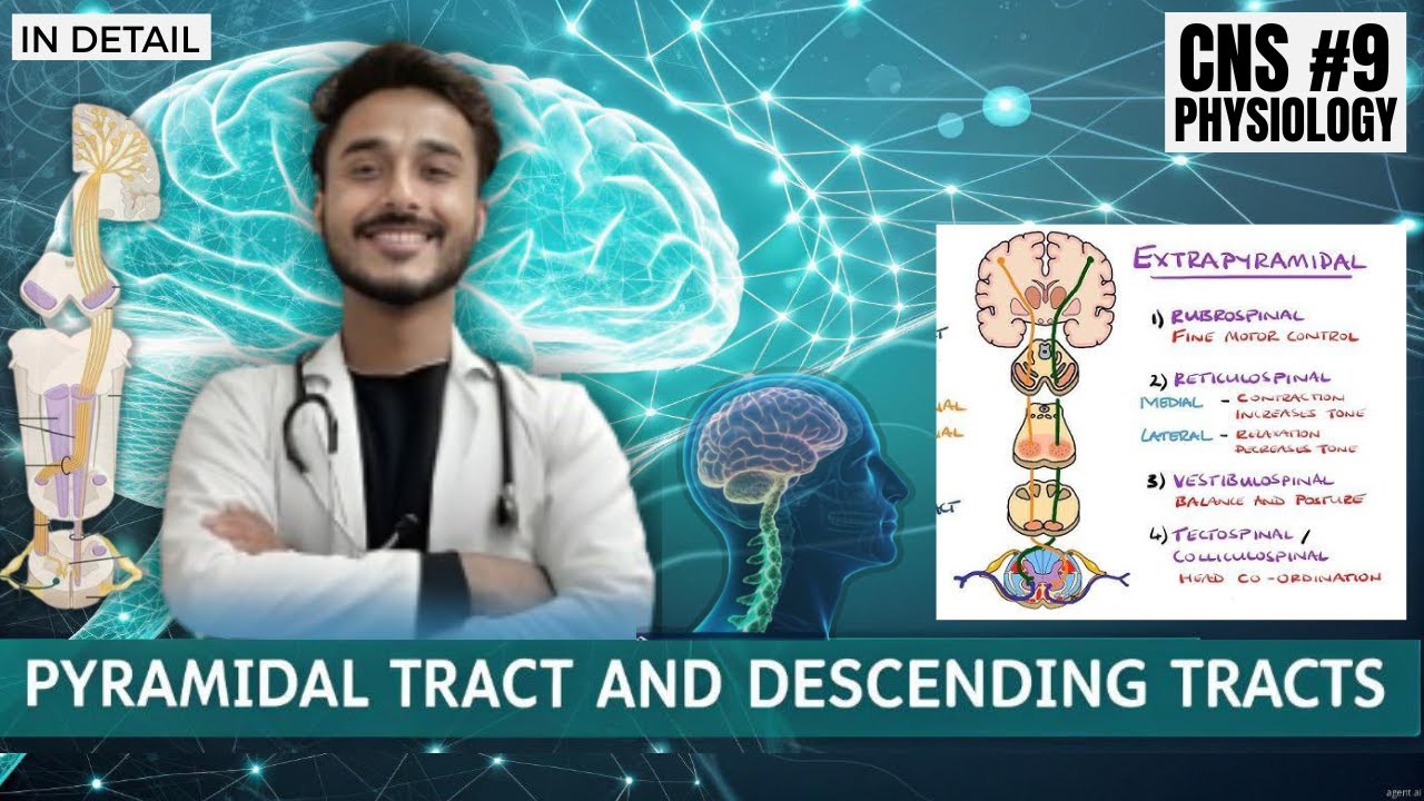 Pyramidal tracts physiology | descending tract of spinal cord ...