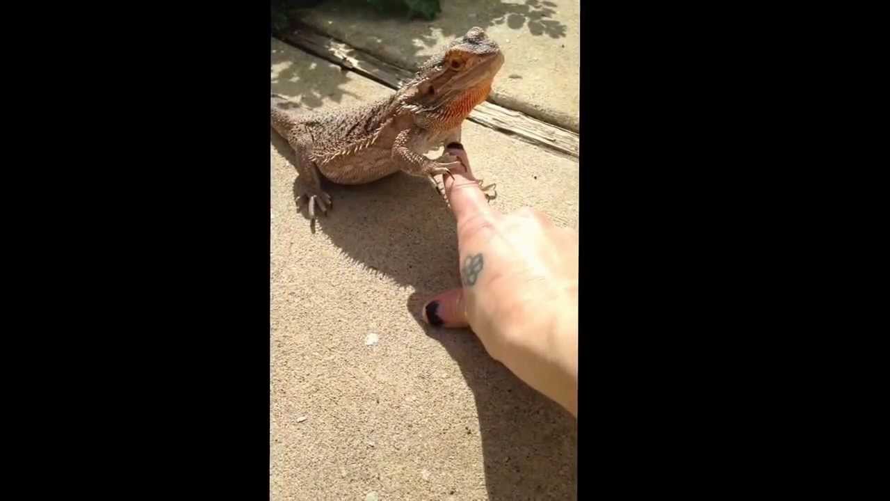 Funny Gangster Lizard bearded dragon HILARIOUS!!! - YouTube