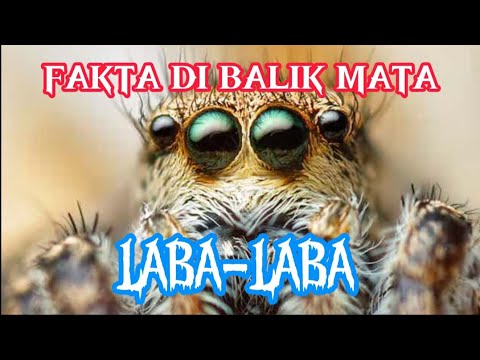 Mengapa laba-laba punya hingga 8 mata, sedangkan bagi kita 2 saja cukup ...