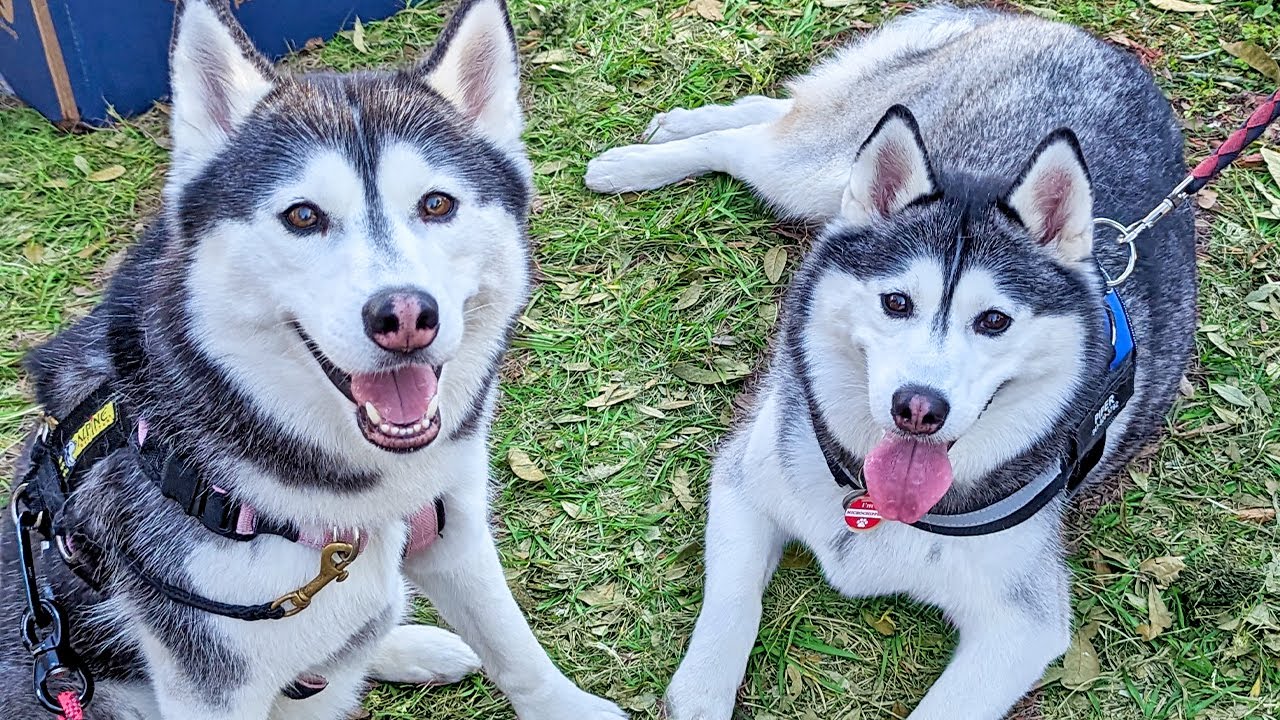 My Husky Met Her REAL Sister! Kira Meets Her Sister Piper! - YouTube