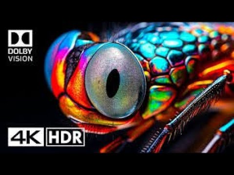 Special 4K HDR | 120 FPS Dolby Vision | 4K Video | 4K STUDIO - YouTube