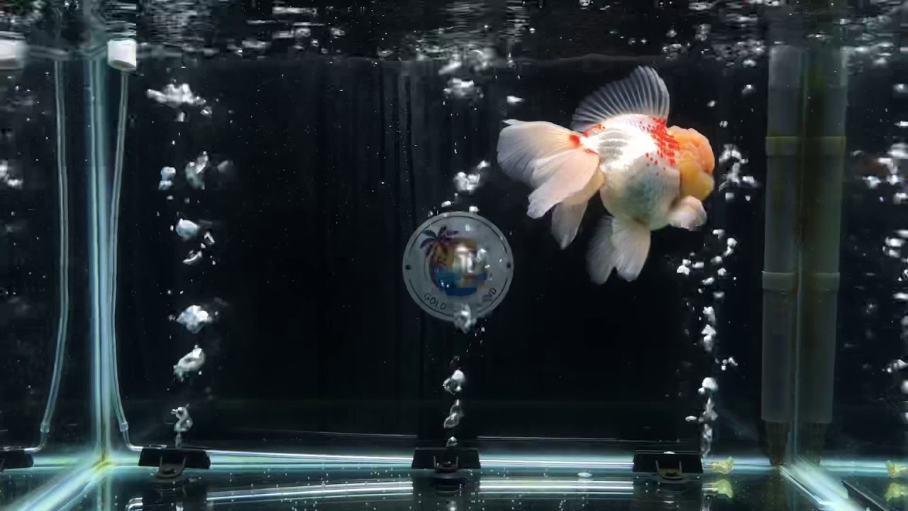 Goldfish Island 0212TO00RW657TB5M1 - YouTube
